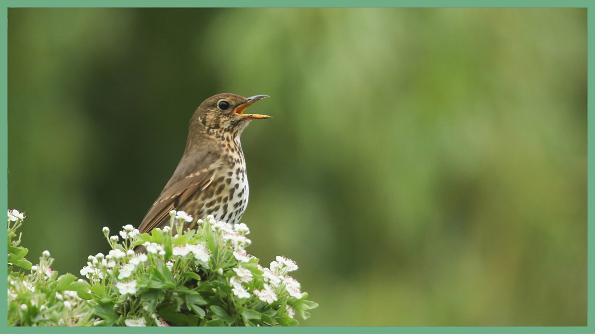 Spot UK birds using their songs! - Parents' Toolkit - BBC Bitesize