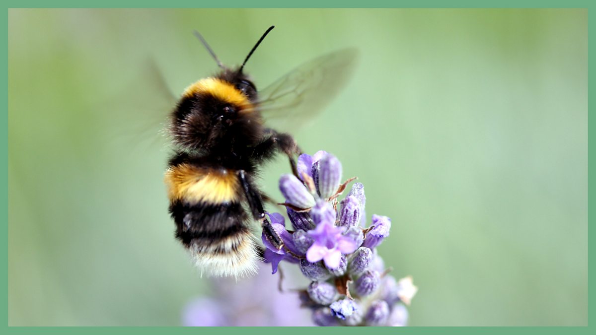 Hunt for minibeasts and make a bug pooter - Parents' Toolkit - BBC Bitesize