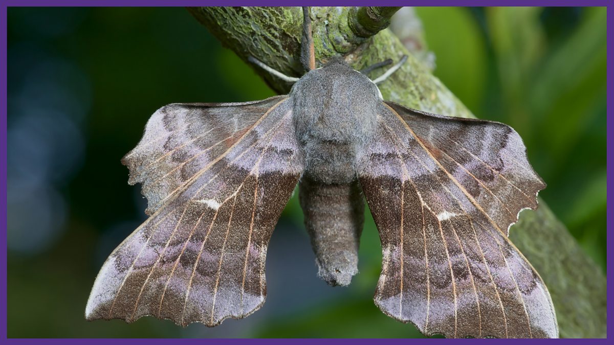 How to make a moth magnet - Parents' Toolkit Summer of Adventure - BBC ...