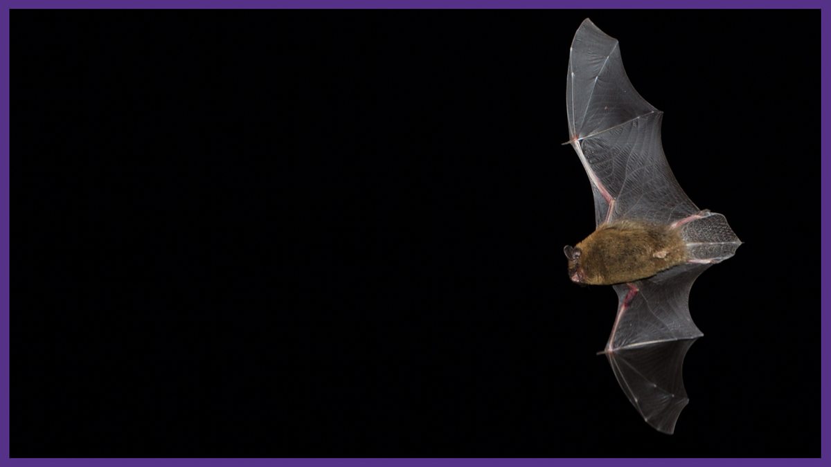 How to spot bats in the UK - Parents' Toolkit Summer of Adventure ...
