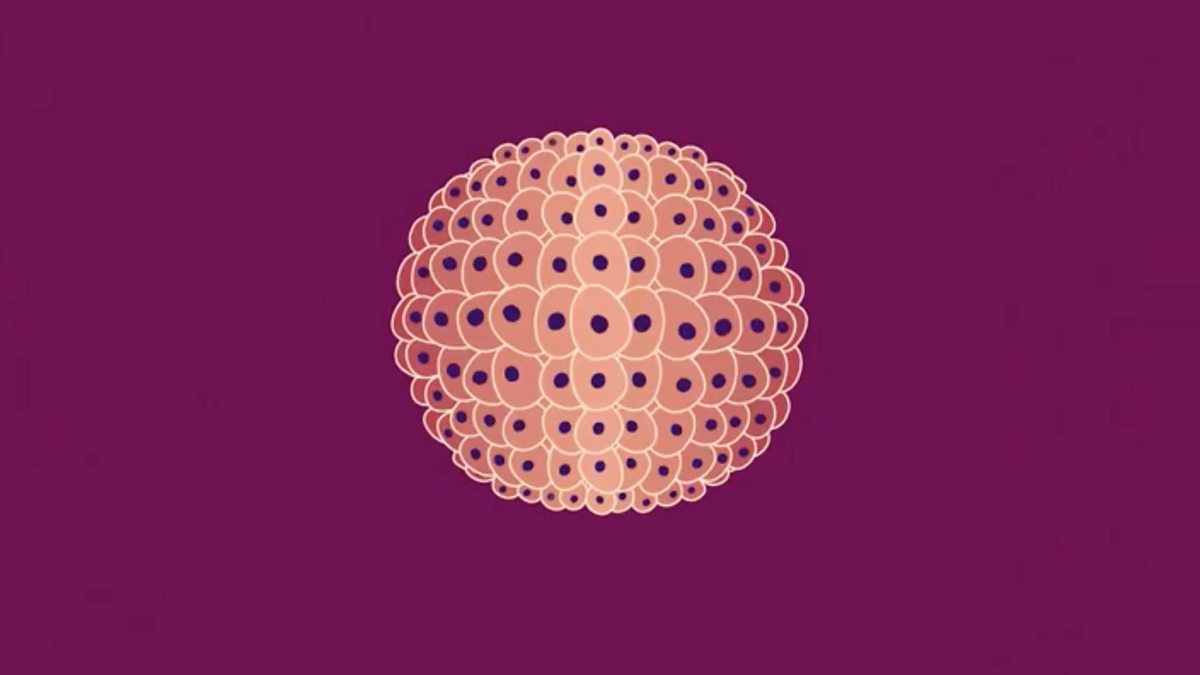 Cell differentiation - Cell division - Edexcel - GCSE Biology (Single ...