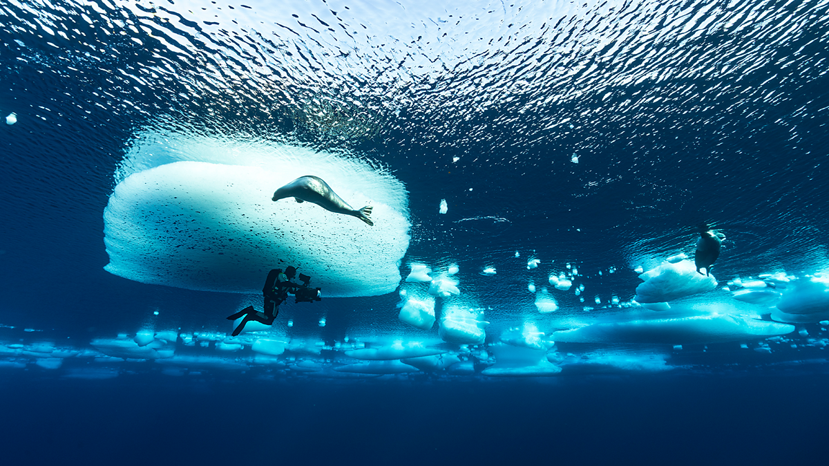 Frozen Planet II: A behind-the-scenes look at the new series - BBC Bitesize