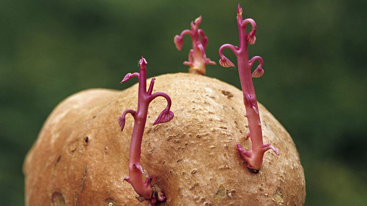 Asexual reproduction in plants - Propagating and growing plants - 4th ...