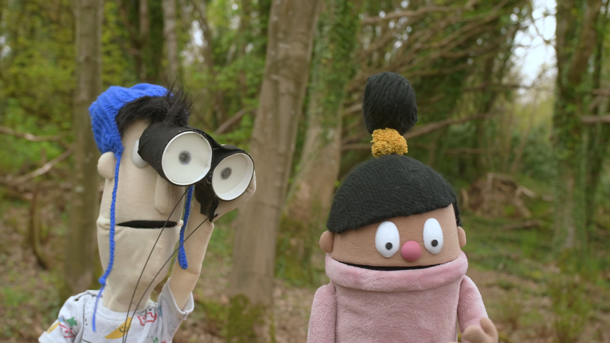 Forest Animals - BBC Bitesize