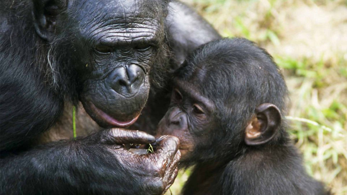 Altruism and kin selection - Revise: Social behaviour - Higher Biology ...