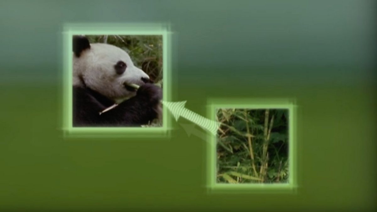 Percentage efficiency of energy transfer - Ecosystems – transferring ...