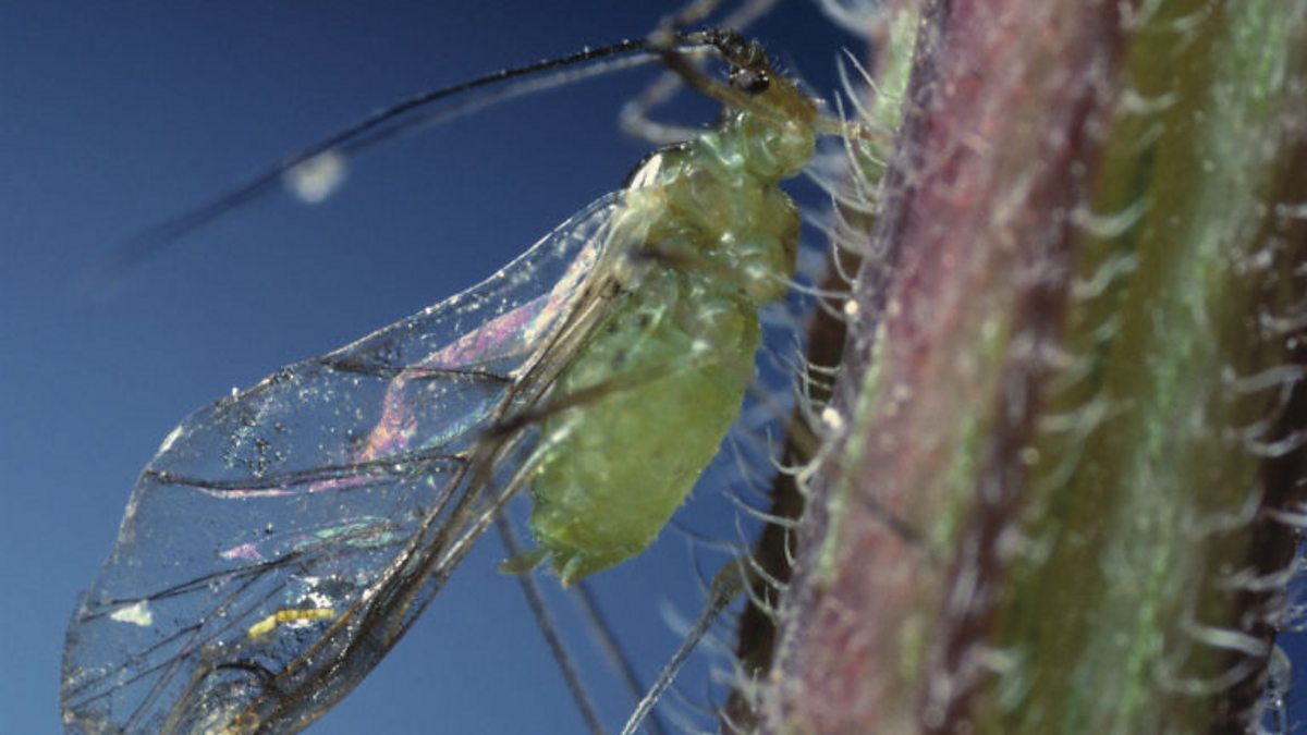 Plant defences - Plant disease - OCR Gateway - GCSE Biology (Single ...