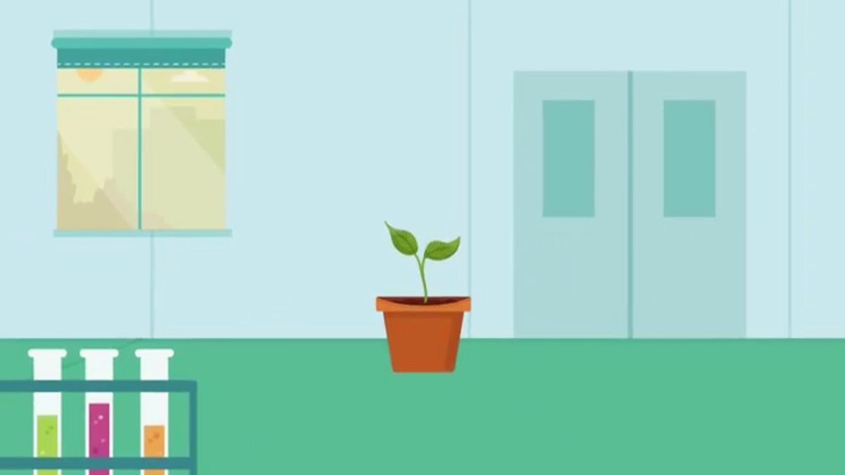 Practical 6 - light intensity and photosynthesis - Photosynthesis ...