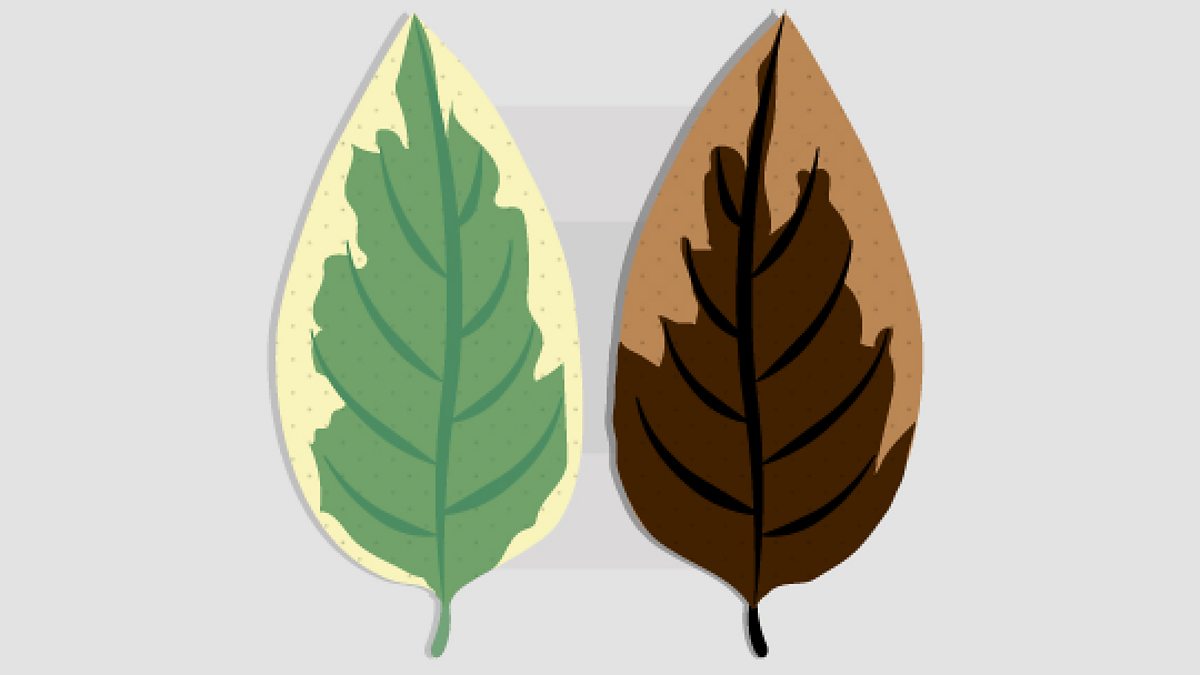 Testing a leaf for starch - Photosynthesis – WJEC - GCSE Biology ...