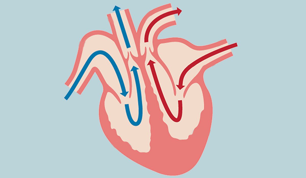 The Main Functions Of The Cardiovascular System Cardiovascular System The Main Functions Of The Cardiovascular System Cardiovascular System