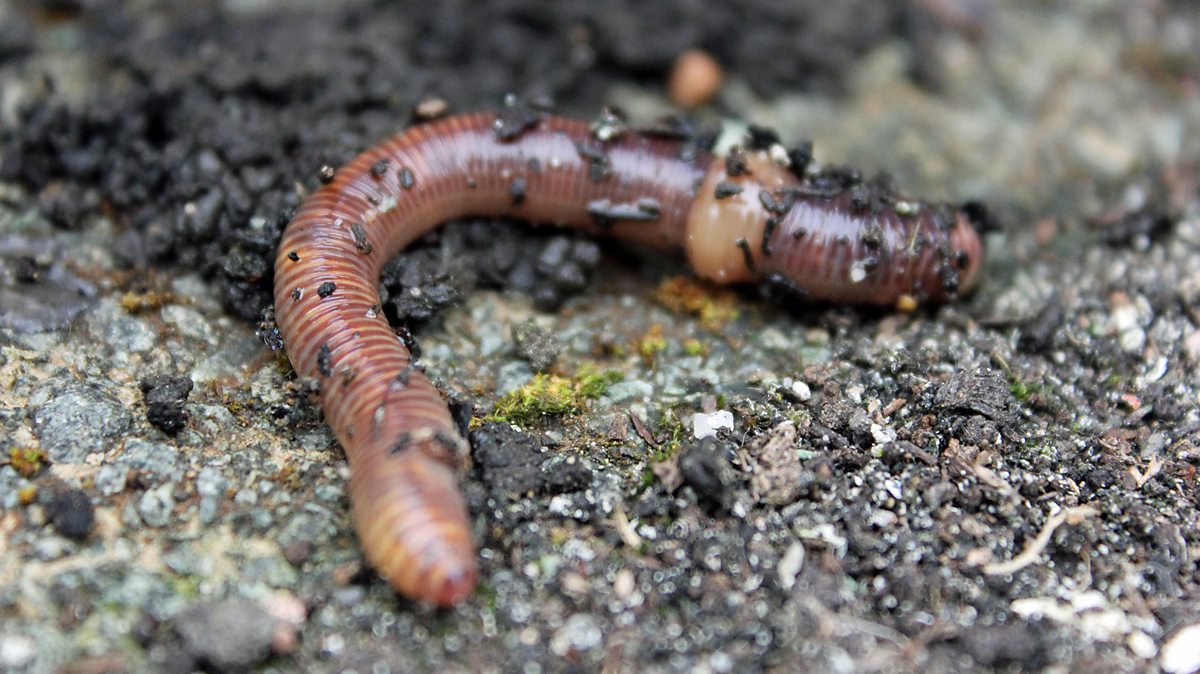 Science calculations - Decomposition - AQA - GCSE Biology (Single ...