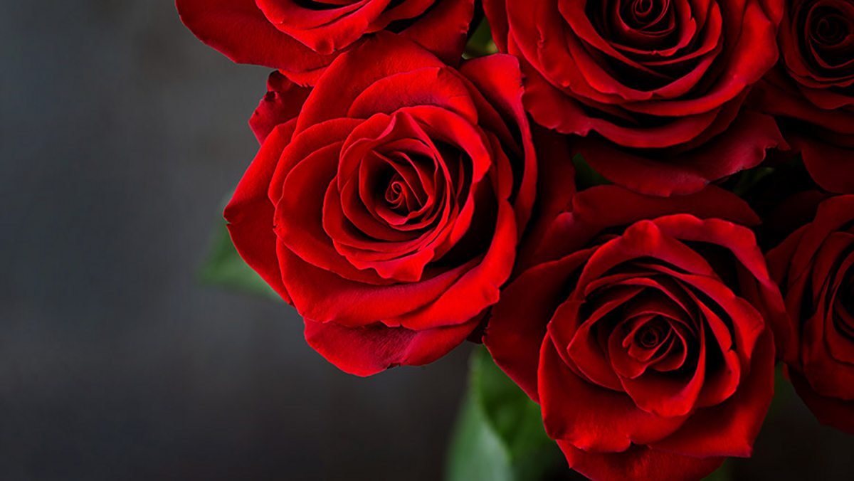 Overview - A Red, Red Rose - Higher English Revision - BBC Bitesize