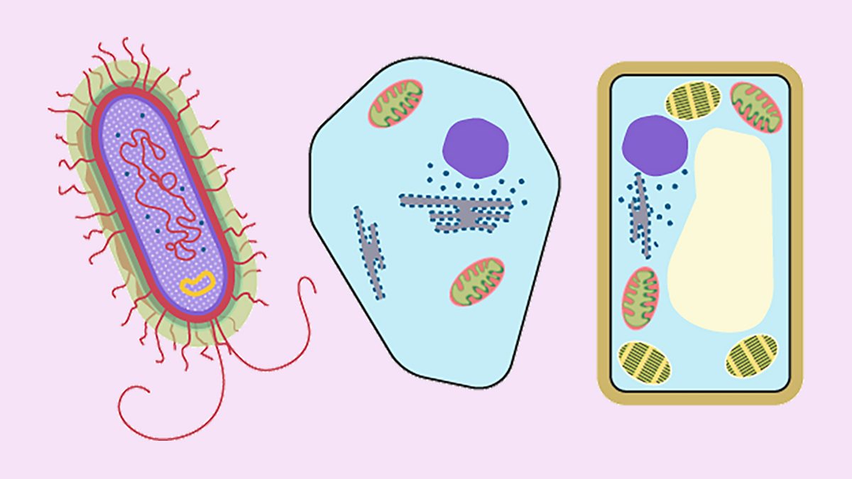 The Key Features Of Cells And Their Functions OCR 21st Century Test
