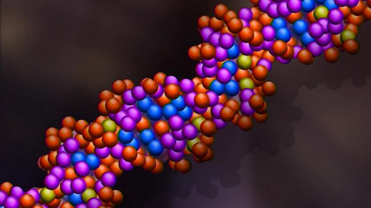 The genome - What is the genome and what does it do? - OCR 21st Century ...