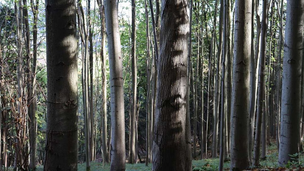 Y gerdd - Y Coed gan Gwenallt - TGAU Llenyddiaeth Gymraeg Revision ...