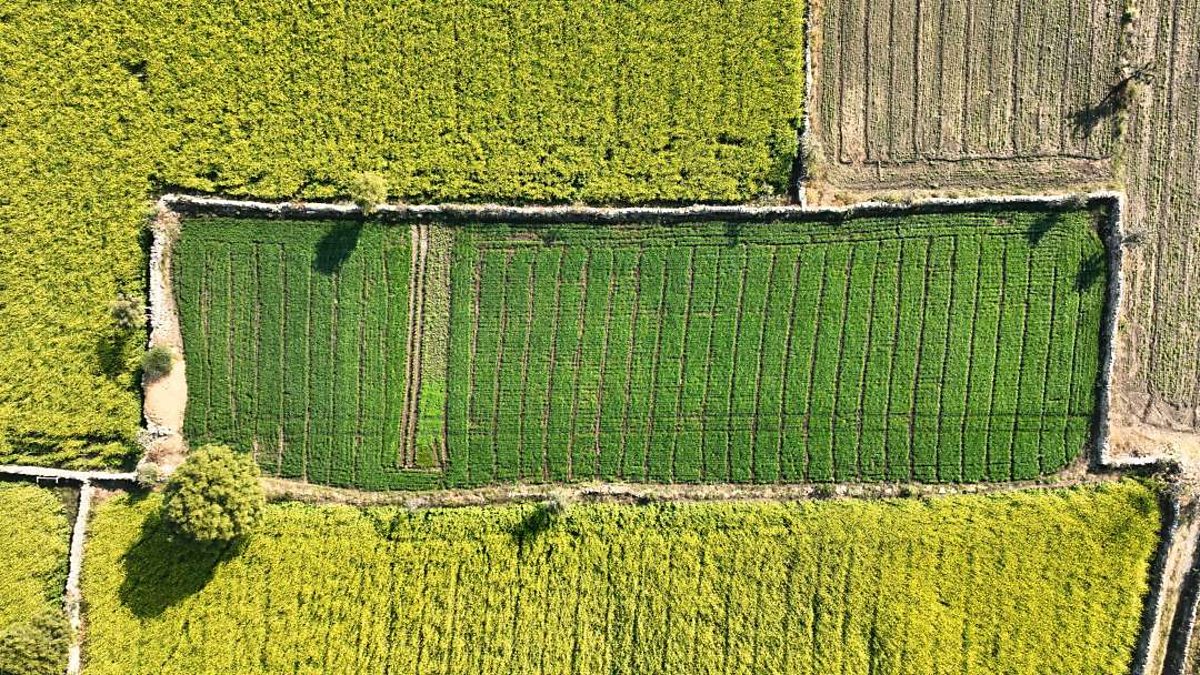 Perimedr - Perimedr ac arwynebedd - TGAU Mathemateg Rhifedd Revision ...