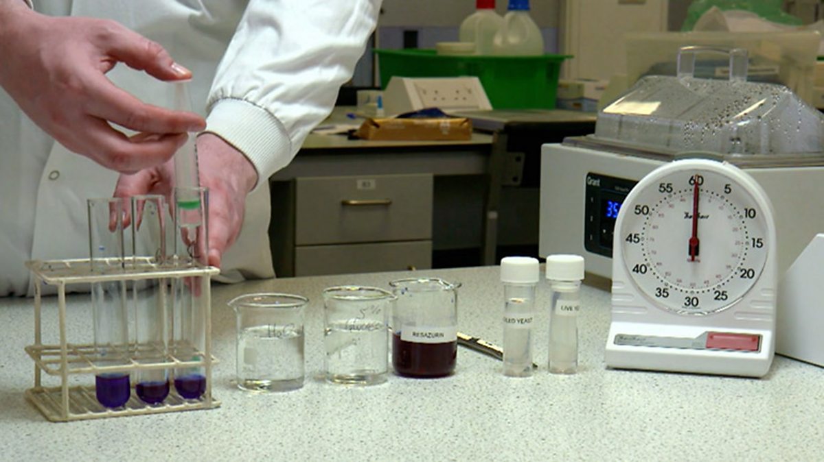 Metabolic pathways of respiration – making ATP - Cellular respiration ...