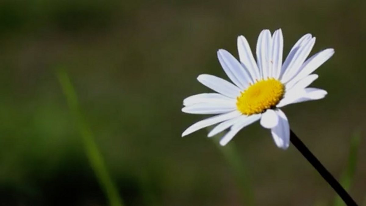 The process of mitosis - Revise: Producing new cells - National 5 ...