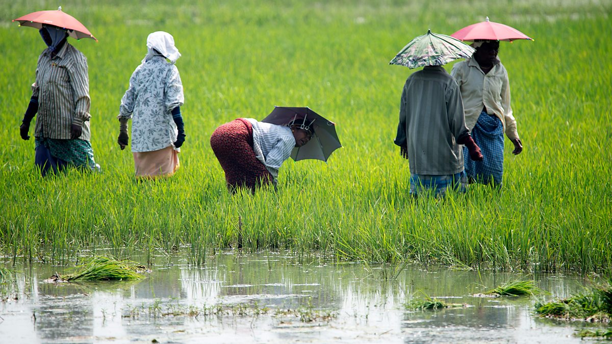 Selective breeding - Changing the genes - Edexcel - GCSE Combined ...