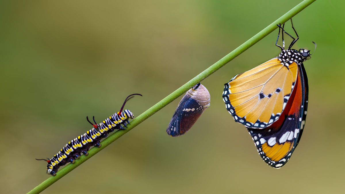 Butterfly Life Cycle - Life cycles - 4th level Science Revision - BBC ...