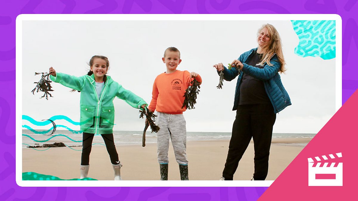 Let's go to the beach - EYFS - Reception - BBC Bitesize