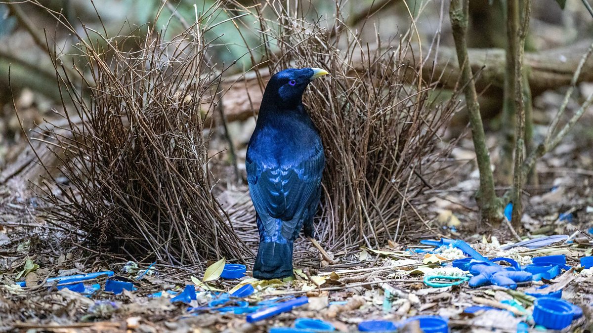 Five things we share in common with animals - BBC Bitesize