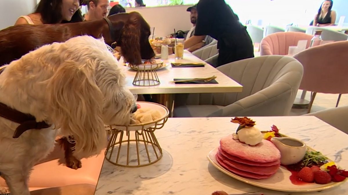 BBC Learning English - 英语大破解 / A cafe in London where dogs and their ...