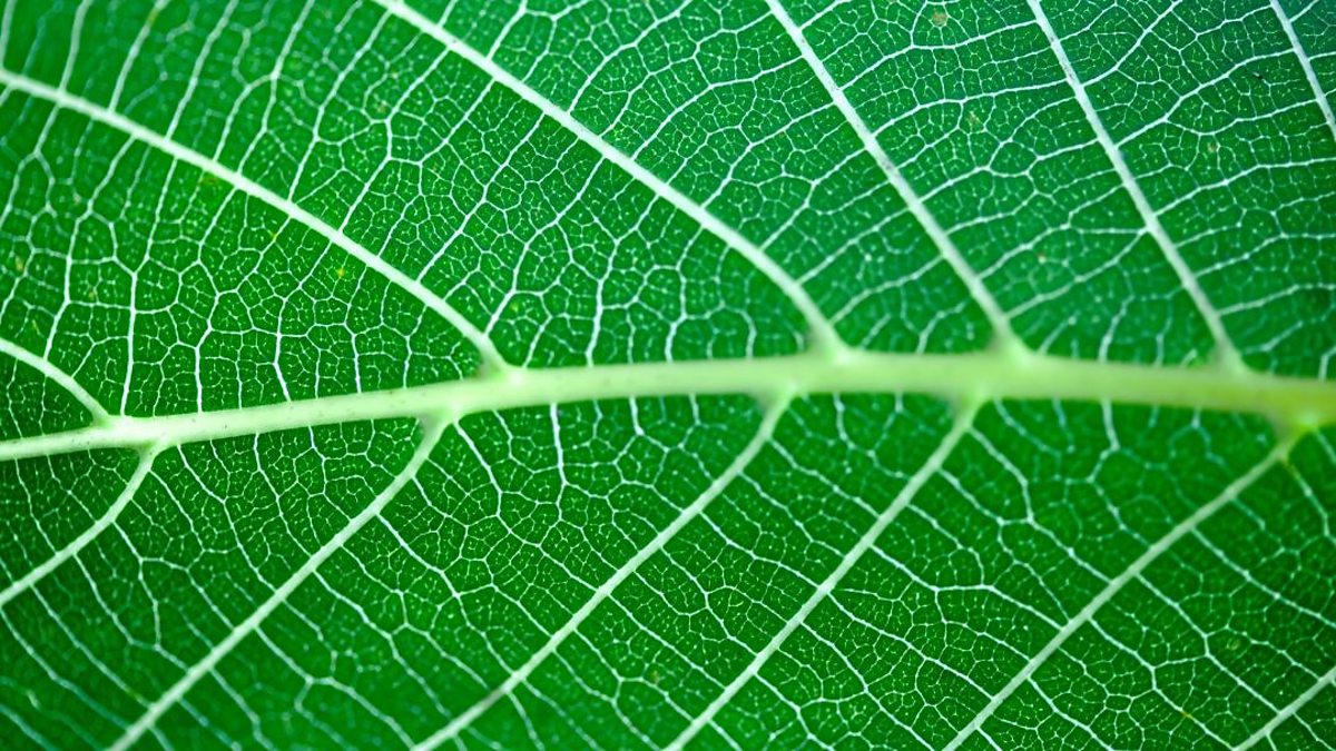 Investigating photosynthesis - Photosynthesis (CCEA) - GCSE Combined ...