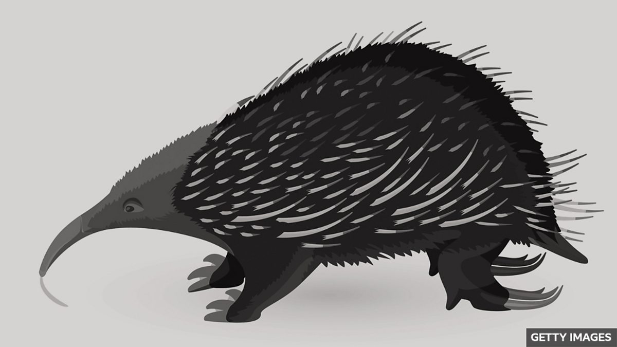 BBC Learning English - 媒体英语 / Images prove 'lost echidna' not extinct ...