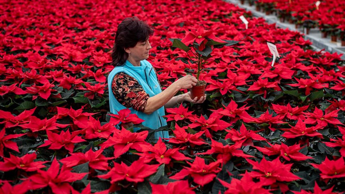 Festive flowers from around the world - BBC Bitesize