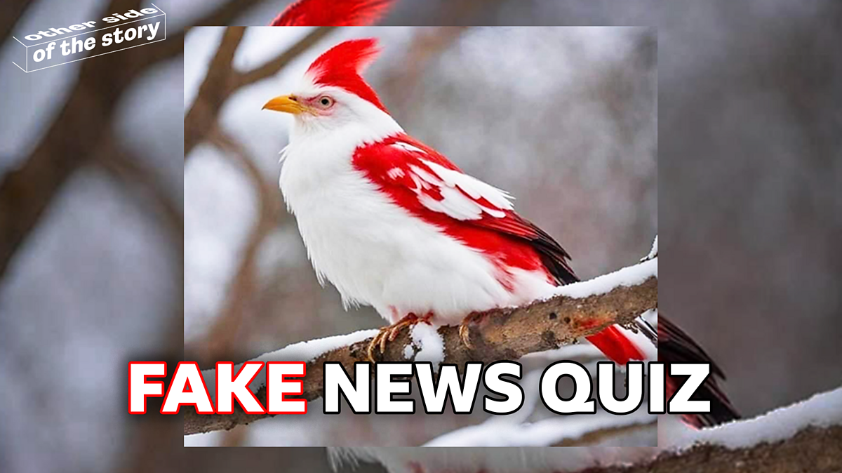 Fake news quiz December 2023 - BBC Bitesize