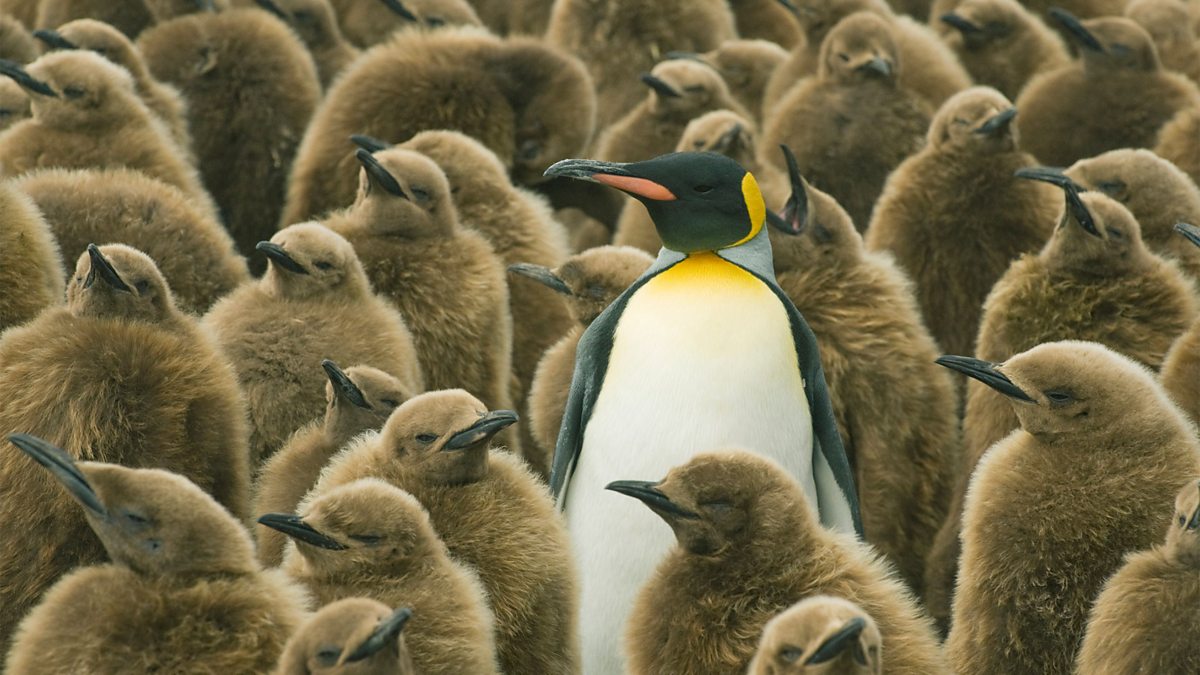 Using prefixes and suffixes to form opposites and new forms of words in ...