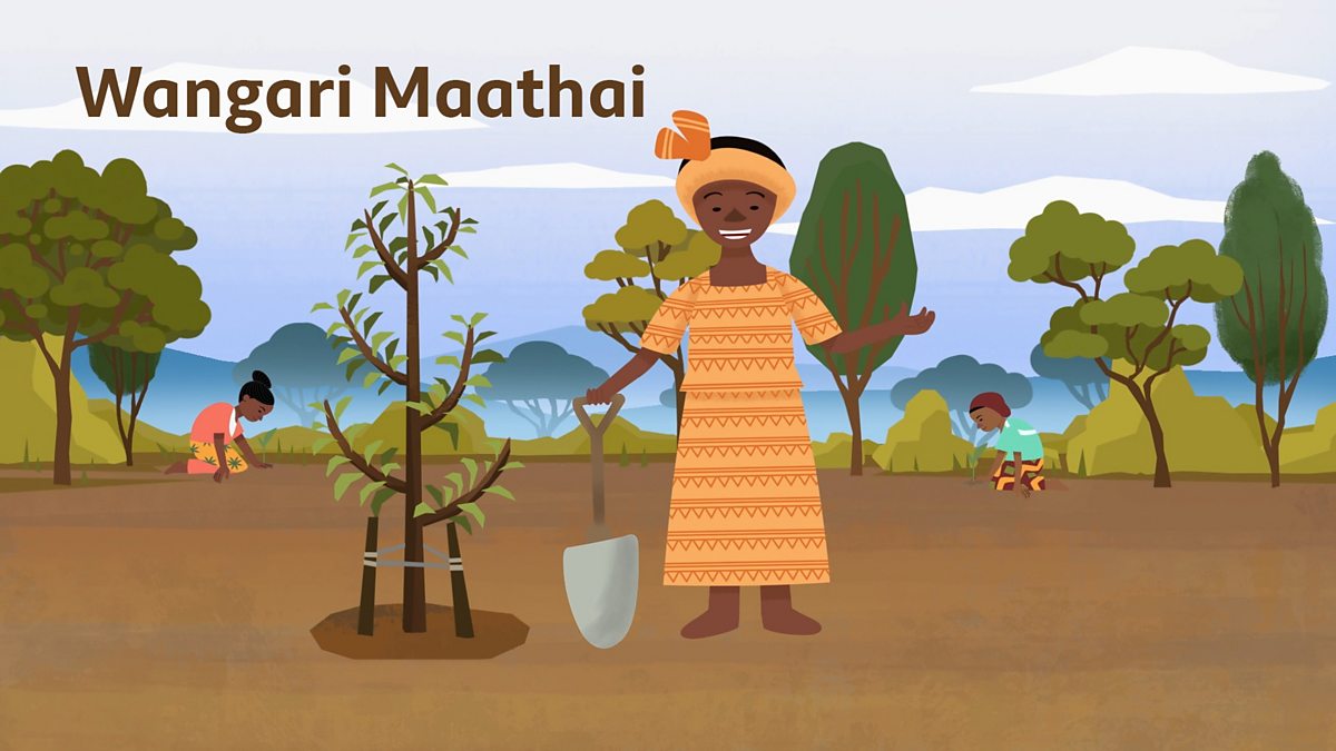 KS2 History: Wangari Maathai - Environmental activist - BBC Bitesize
