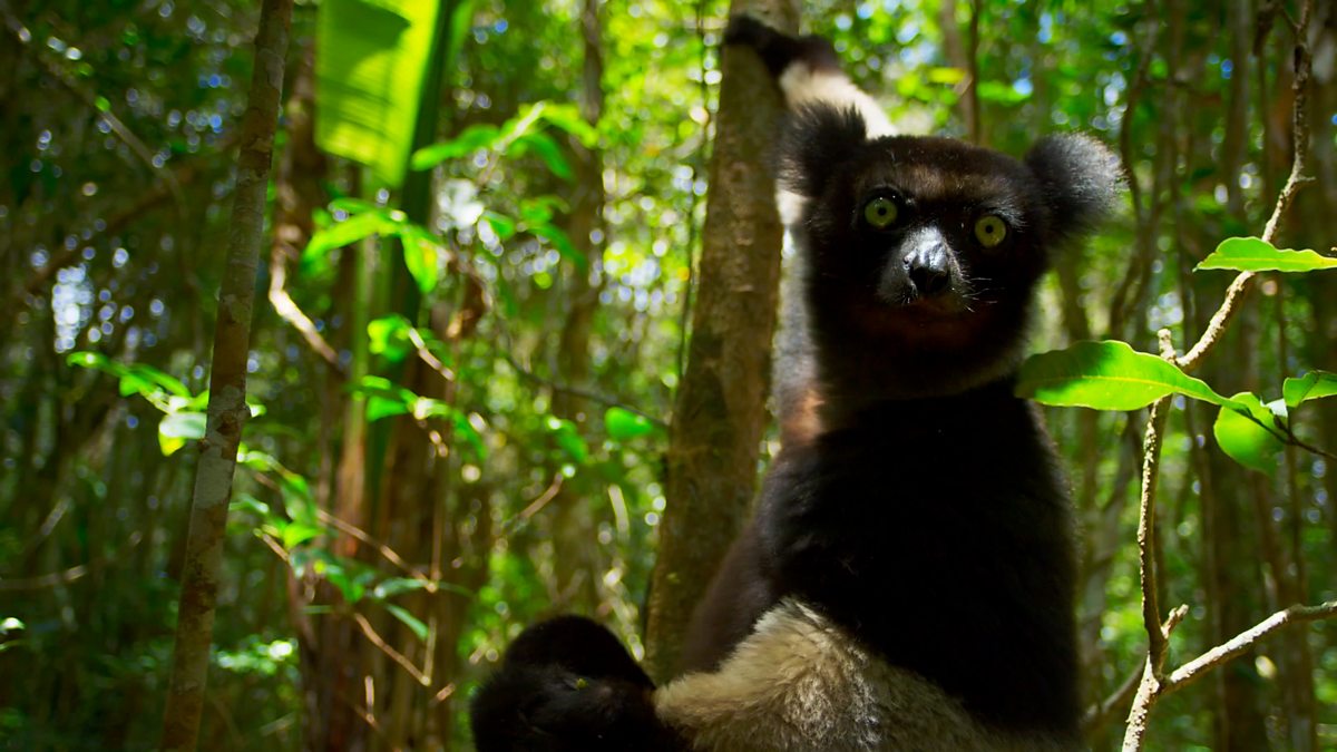 Sensory stories: Let's go out to a jungle - BBC Bitesize