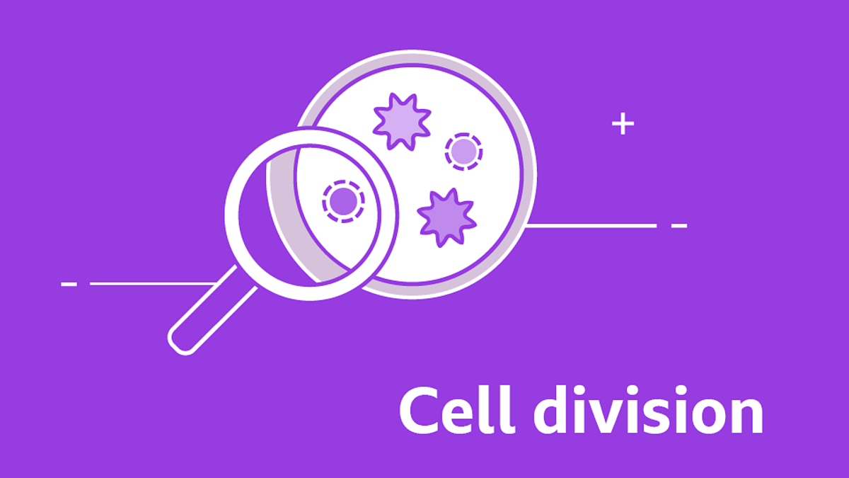 GCSE biology questions - cell division GCSE biology revision - BBC Bitesize