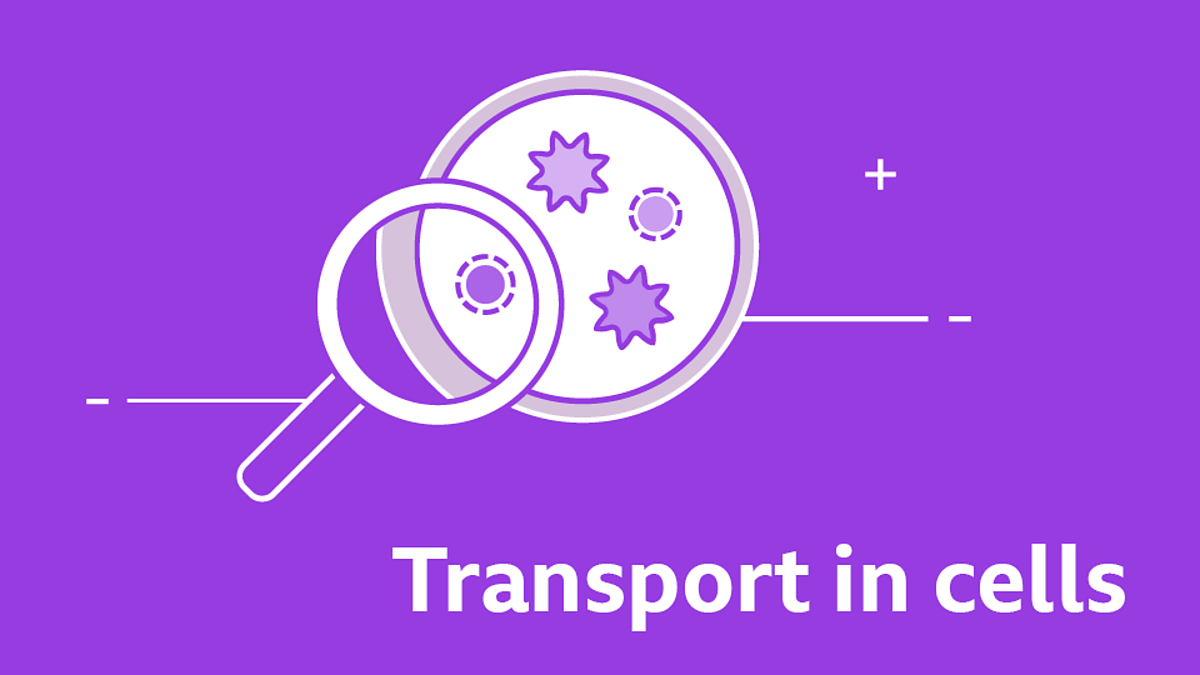 GCSE biology questions - transport in cells GCSE biology revision - BBC ...