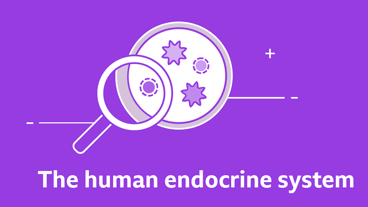 GCSE biology questions - Hormones and the human endocrine system GCSE ...