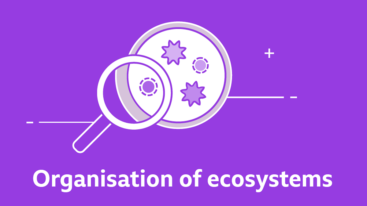 GCSE biology questions - organisation of an ecosystem GCSE biology ...