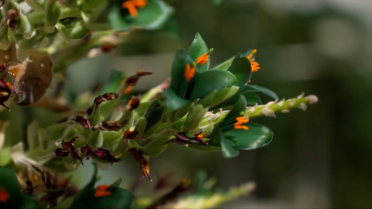 BBC Learning English - 英语大破解 / 'Otherworldly' plant blooms for first ...