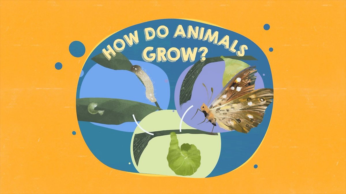 Animals - How do animals grow? - BBC Bitesize