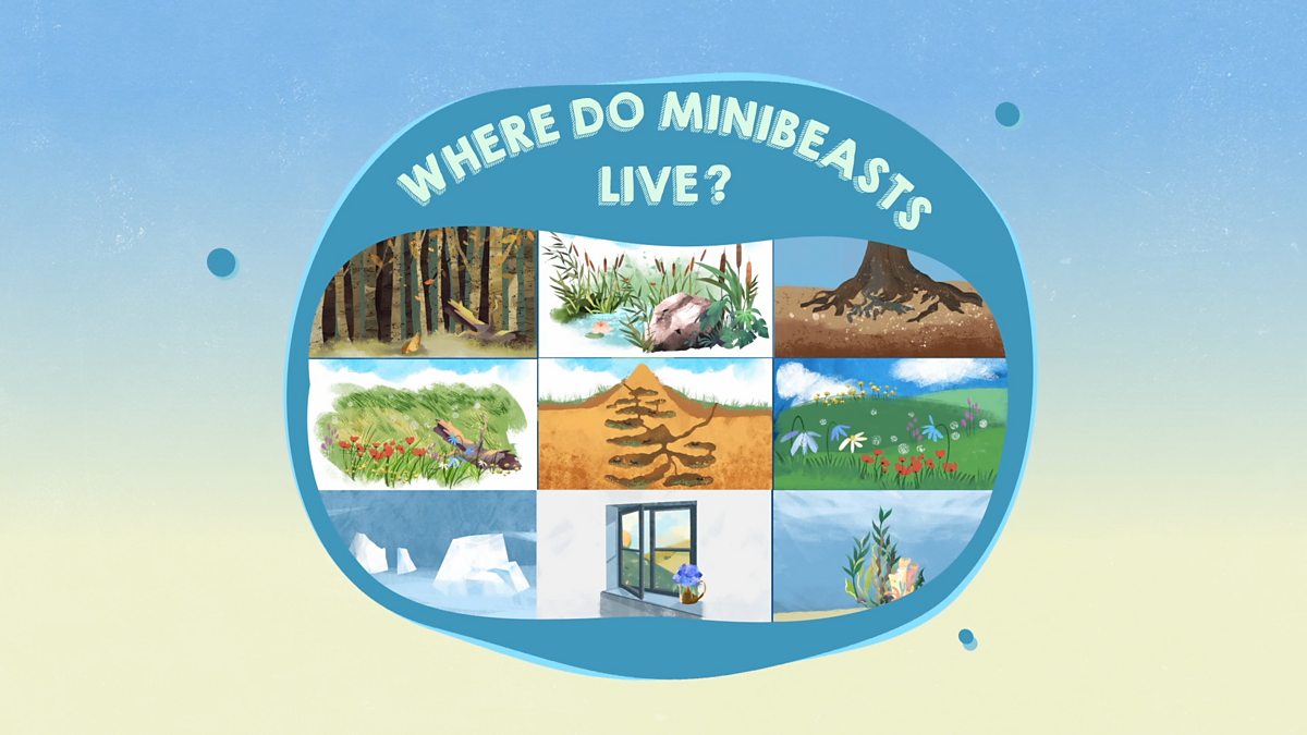Minibeasts - Where do minibeasts live? - BBC Teach