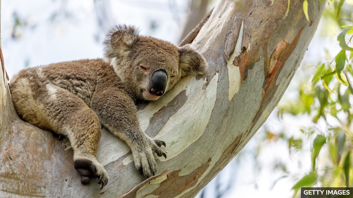 Unleashing the Power of Adorability: How Cute Animals Capture Our ...