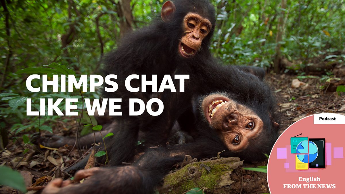 BBC Learning English - Learning English from the News / Chimps chat ...