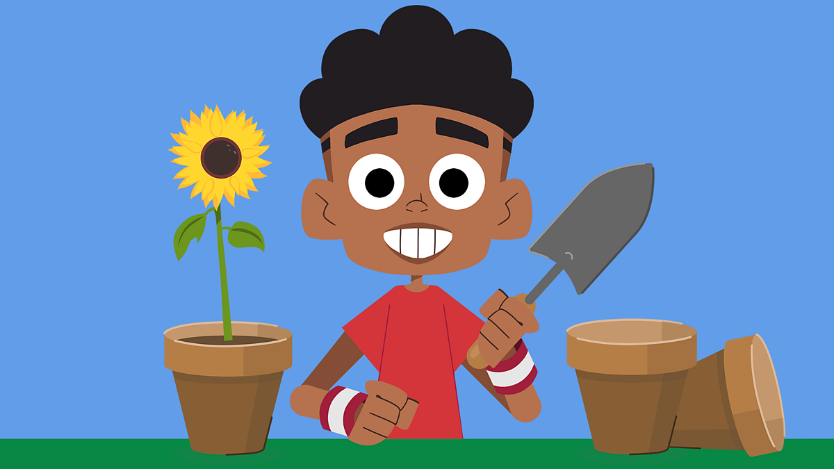 The life cycle of a plant - KS1 Science curriculum - BBC Bitesize