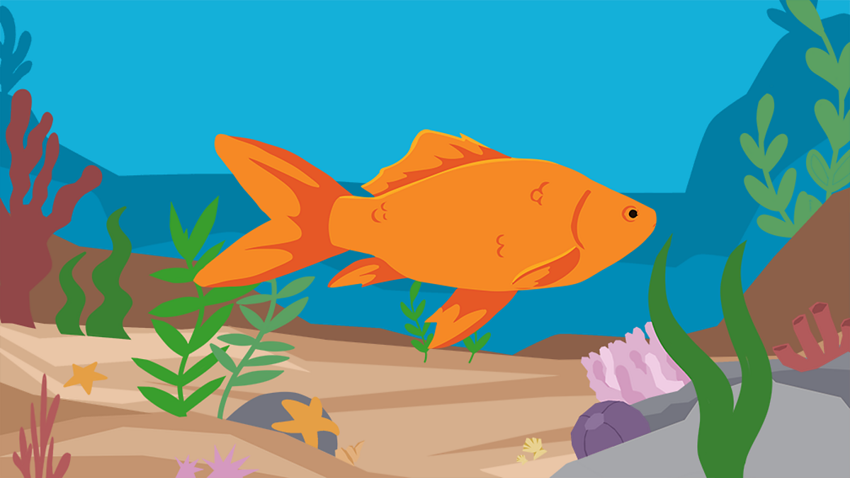 What is an ocean habitat? - KS1 Science curriculum - BBC Bitesize