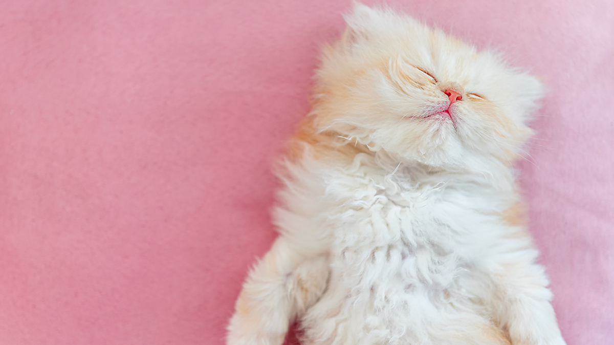 How do animals sleep? - BBC Bitesize