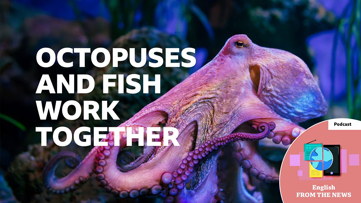 BBC Learning English - Learning English from the News / Octopuses and ...