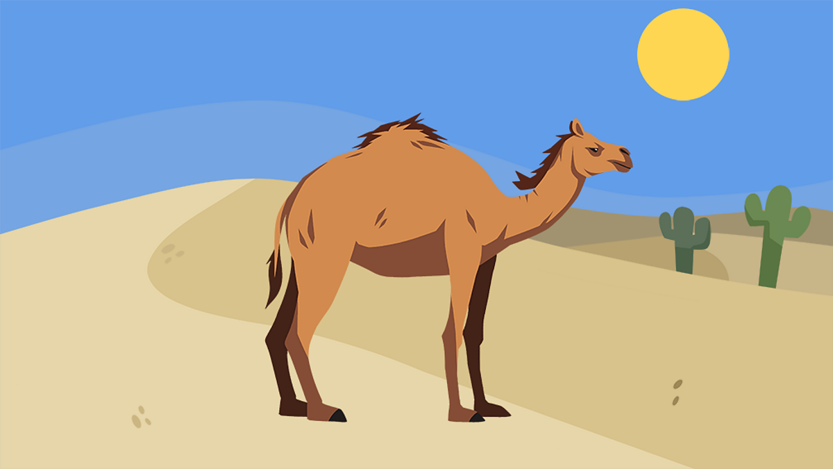 What is a desert habitat? – KS1 Science curriculum - BBC Bitesize