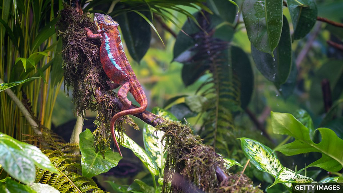 BBC Learning English - 媒体英语 / Most rainforests too degraded to provide ...