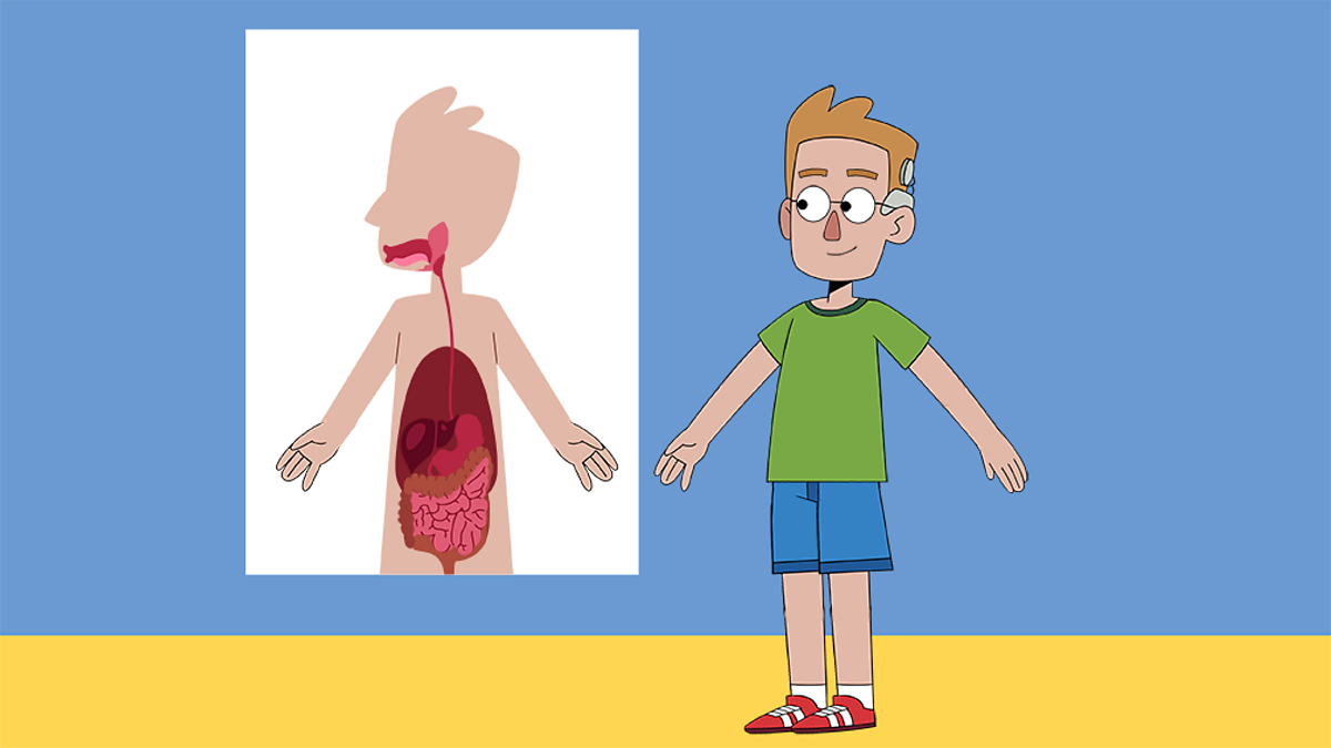 What is the digestive system? – KS2 Science curriculum - BBC Bitesize